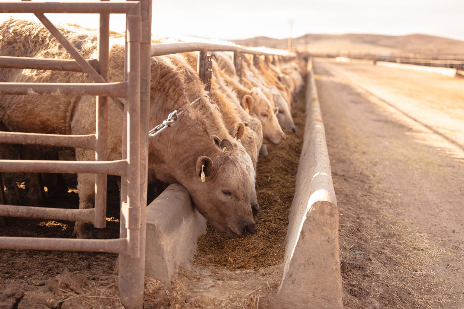 Opportunity - Lever VC